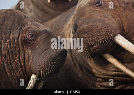 Walruses gather in a pull out on the beach in the Bering Land Bridge ...