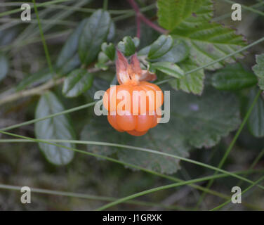 Close up of a Cloudberry bush (Rubus chamaemorus) in bloom; Indian ...