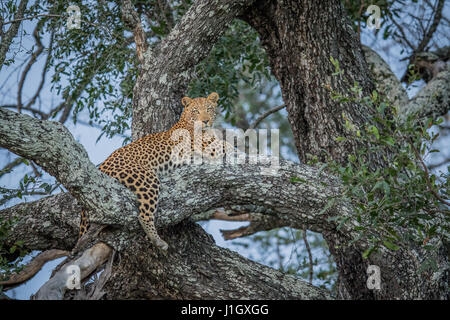 Leopard laying in a tree in the Okavango delta, Botswana Stock Photo ...