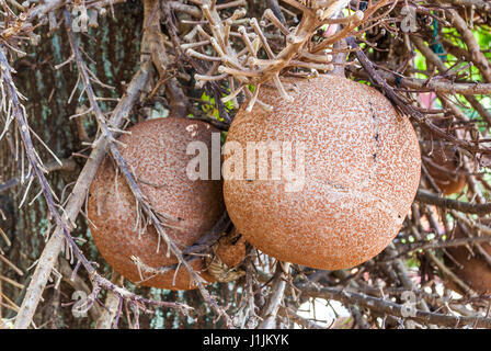 Shala tree or Sal tree (Shorea robusta) and its fruits Stock Photo - Alamy