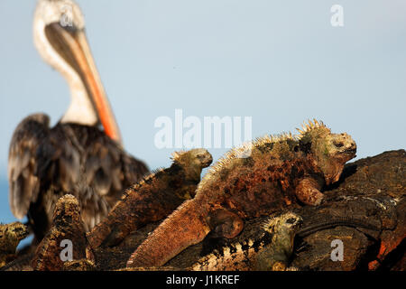 A marine iguana basking on a bird poop covered rock in Bartolomé Island ...
