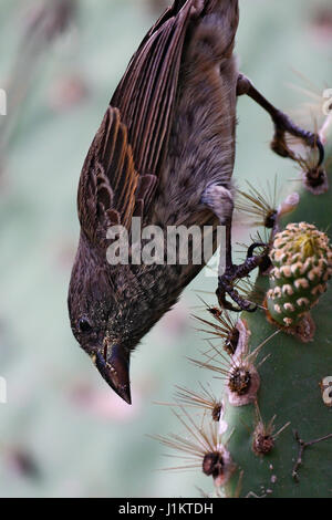 A cactus finch, eating on a cactus flower in the Galapagos National ...