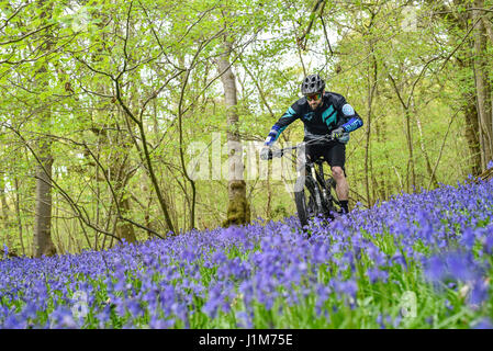 Mountain biker in blue bell countryside Stock Photo - Alamy
