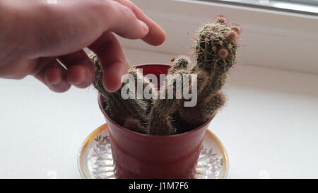 a young man touches a cactus, ouch,it very hurts Stock Photo - Alamy