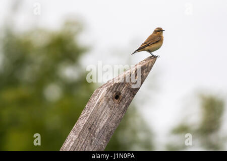 A common wheatear on his vantage point Stock Photo - Alamy
