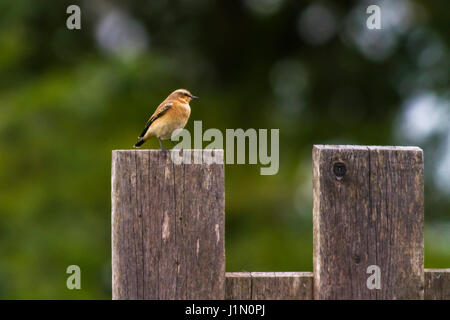 A common wheatear on his vantage point Stock Photo - Alamy
