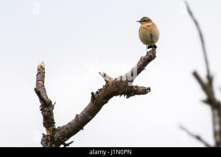 A common wheatear on his vantage point Stock Photo - Alamy