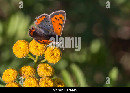 A common copper is sitting on a grass-stock Stock Photo - Alamy
