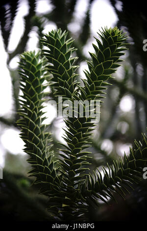 Trunk of monkey puzzle tree, Araucaria araucana Stock Photo - Alamy