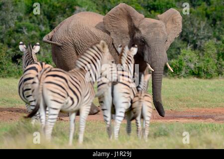 Bull elephant & herd of Burchell's Zebra, Etosha National Park, Namibia ...