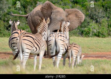 Bull elephant & herd of Burchell's Zebra, Etosha National Park, Namibia ...