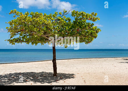 Terminalia catappa, Beach Almond in Cairns, Queensland Stock Photo - Alamy