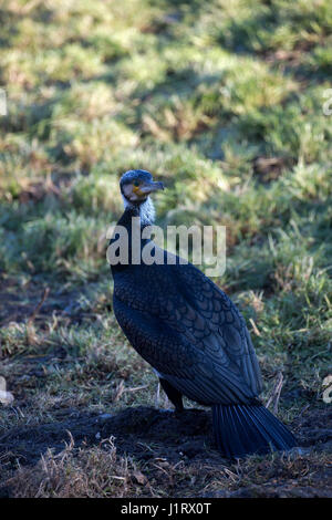 Great cormorant (Phalacrocorax carbo) standing on stone in water, wings ...