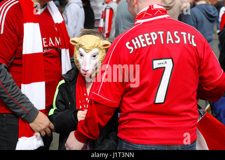 An Aberdeen fan in sheep costume arriving for the Scottish Cup, Semi ...