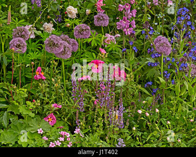 Allium and salvia flowers close up shot outdoors Stock Photo - Alamy