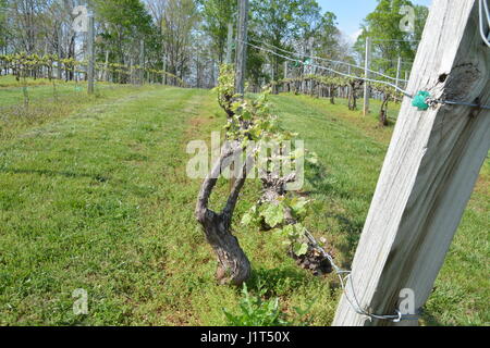 grape vines in early bloom during the spring of the year Stock Photo ...