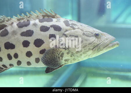 Potato grouper (Epinephelus tukula) in its burrow. Dive site Sodwana ...