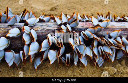Close up of goose barnacles, sea shell attached at wood log on seashore ...
