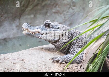 Dwarf Crocodile staying calm Stock Photo - Alamy