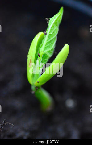Dwarf French Bean seedling sprouting Stock Photo - Alamy