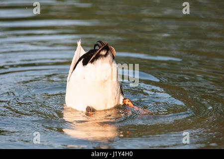 Duck with head underwater, close-up Stock Photo - Alamy