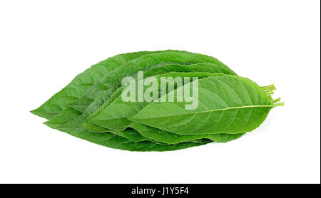 Adhatoda vasica or medicinal Basak leaf isolated on white Stock Photo ...