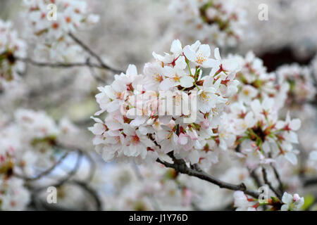Somei-yoshino cherry blossom in Japan Stock Photo - Alamy