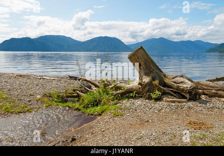 The Old Man of the Lake tree stump floating in Crater Lake. Crater Lake ...