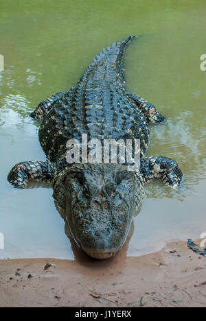 Black caiman ( Melanosuchus niger ), in Portuguese known as jacare-acu ...