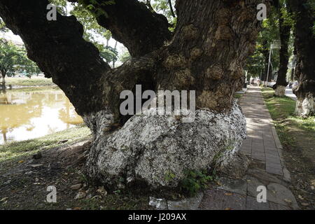 Tree with a thick trunk in a tropical mountain forest, rain forest, El ...