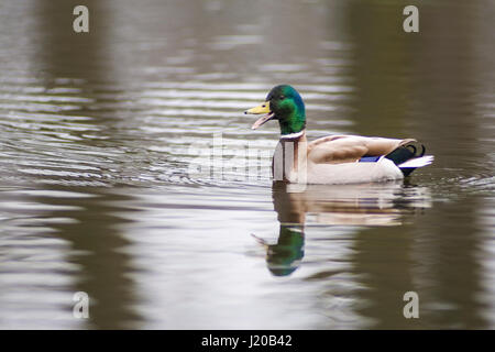 Mannetje Wilde Eend; Mallard male Stock Photo - Alamy