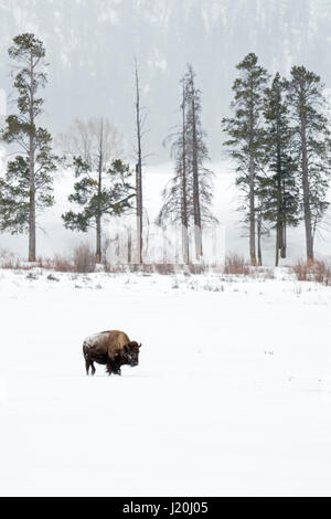 American bison walking on snow covered field against sky Stock Photo ...
