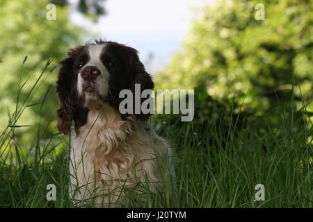 English Springer Spaniel, brown and liver, brown and white, canine, Gun ...