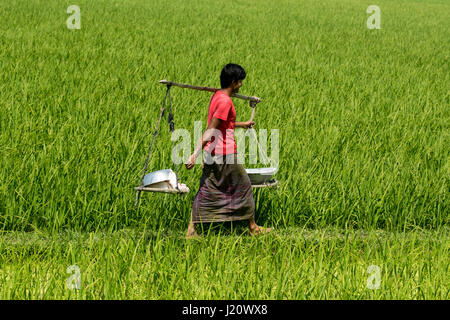 A farmer walks in a paddy field at Doulatpur Village in Jamalpur ...