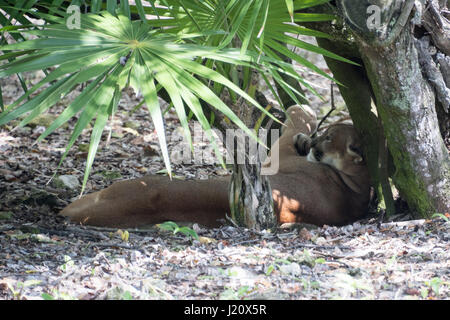 Mountain lion (Puma concolor) lying down but reaching forward with one ...
