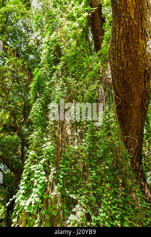 Almendares Park in the Great Metropolitan Park (Gran Parque ...