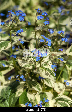 Siberian bugloss 'Dawson's White', Brunnera macrophylla 'Variegata ...