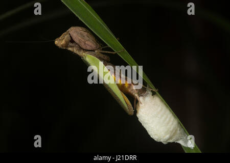 Mantis Ootheca, Aarey Milk Colony , INDIA. The mantises are one of the ...