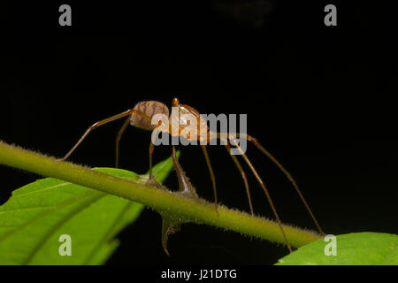 Spitting spider, Scytodidae , Aarey Milk Colony , INDIA. Spitting ...