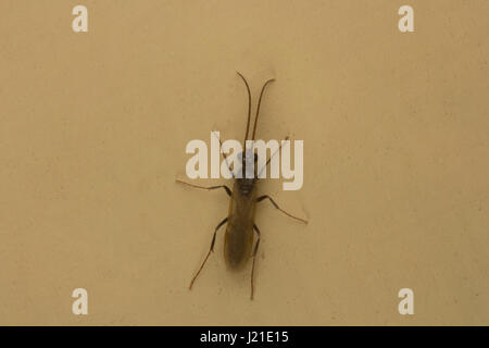 Wasp , Aarey Milk Colony , INDIA Stock Photo - Alamy