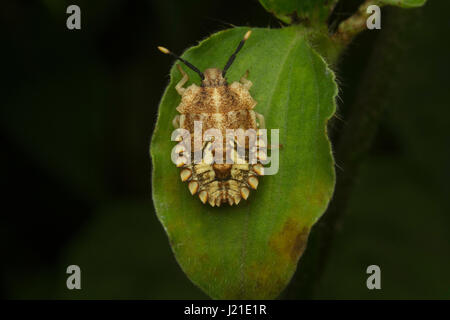 Insect , Aarey Milk Colony , INDIA Stock Photo - Alamy