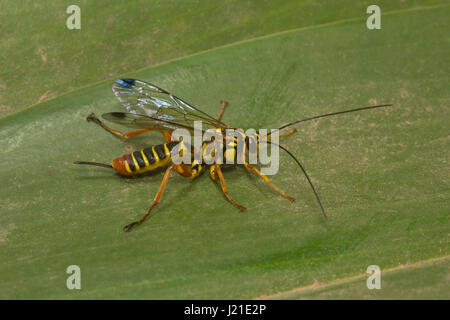 Wasp , Aarey Milk Colony , INDIA Stock Photo - Alamy