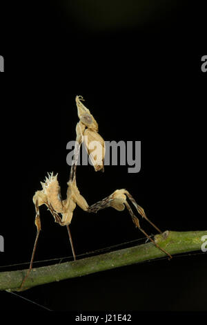Praying mantis, Aarey milk colony Mumbai , India Stock Photo - Alamy