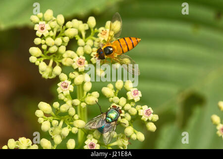 Orange striped hoverfly , Asarkina salviae , Aarey Milk Colony , INDIA ...