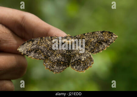 Biston suppressaria (Guenée, [1858]) - Tea Looper , Aarey Milk Colony ...