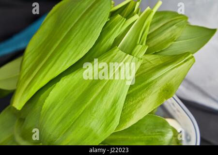 Allium ursinum, ramsons, buckrams, wild garlic, broad-leaved garlic ...