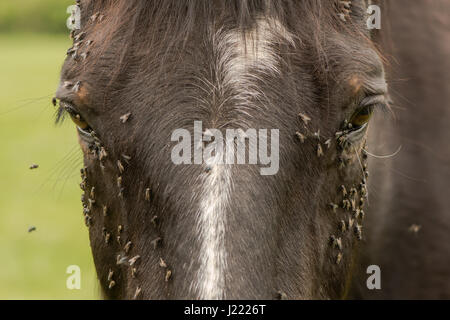 Horse with lots of flies on face and eye. Brown horse suffering swarm ...