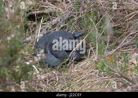 Melanistic or black adder (Vipera berus) in heathland in Surrey, UK ...