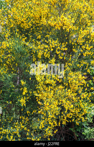 flowering of broom in spring, yellow flower flowering in spring Stock ...
