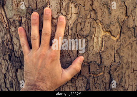 Man touching tree bark Stock Photo: 38765181 - Alamy